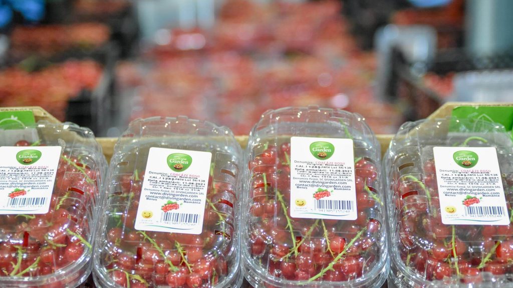 Divingarden S.R.L. – Procesare și conservare fructe și legume în Beius ...