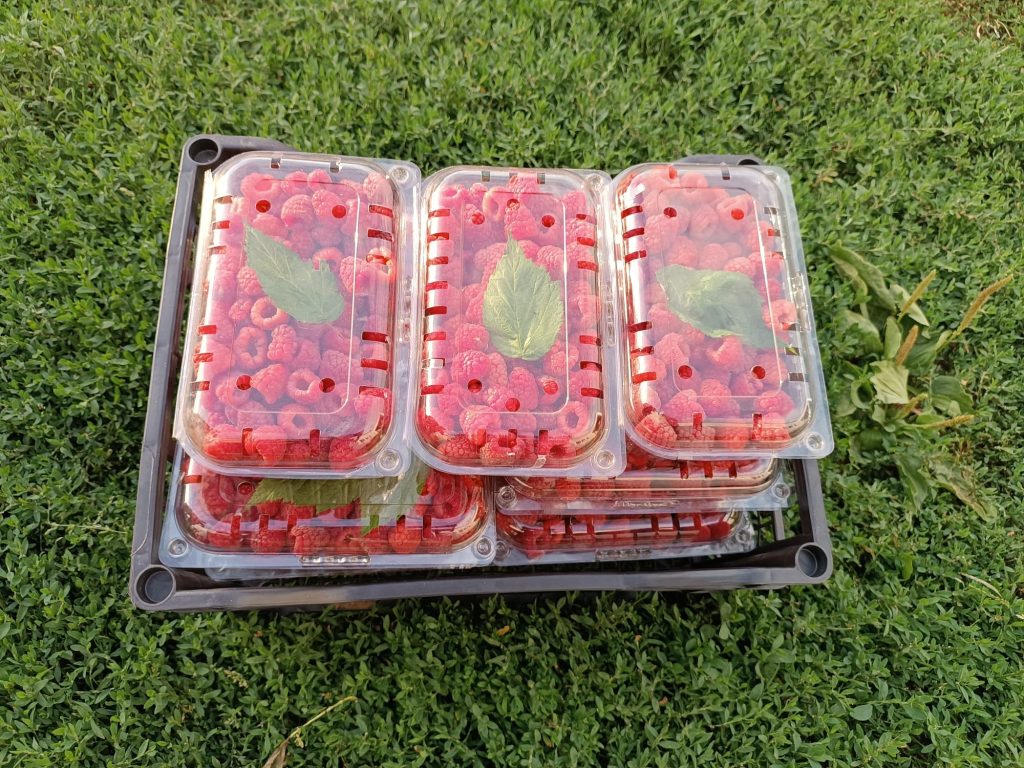 Augustin Biofruct S.R.L. – Procesare și conservare fructe și legume în ...